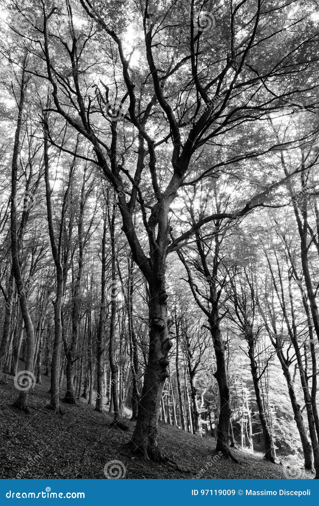 Wood and tree stock image. Image of exploration, luce - 97119009