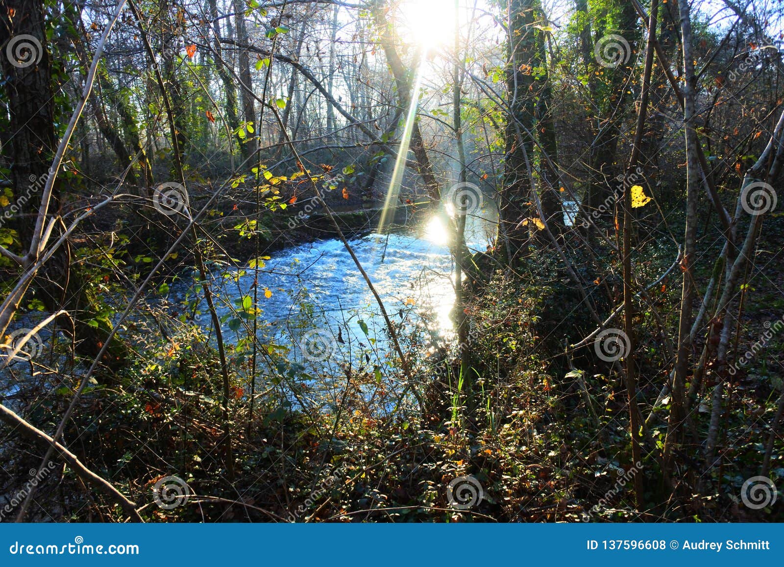 Wood stock photo. Image of wood, light, cascade, trees - 137596608