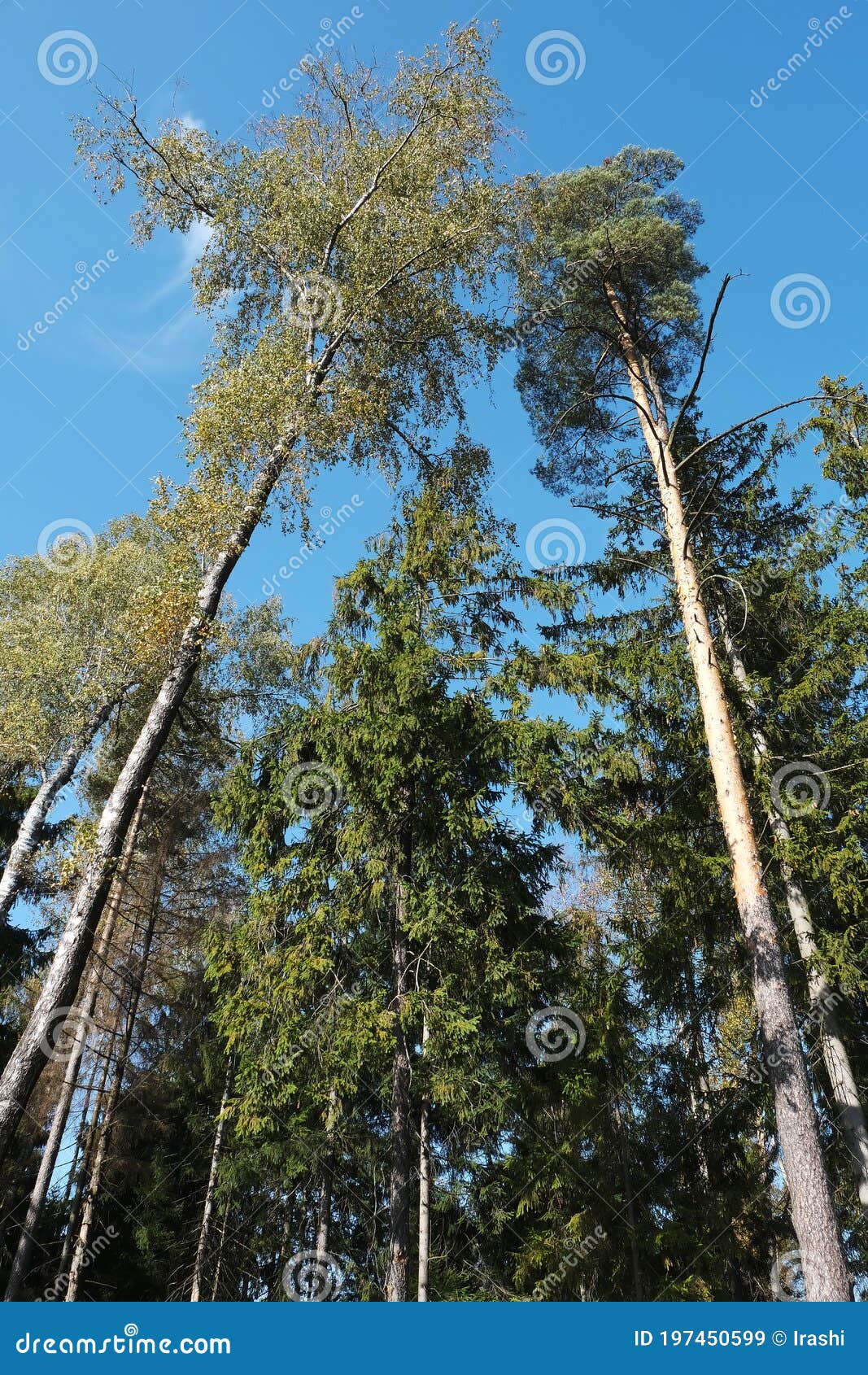 Wood trees on sky stock image. Image of scenery, branches - 197450599