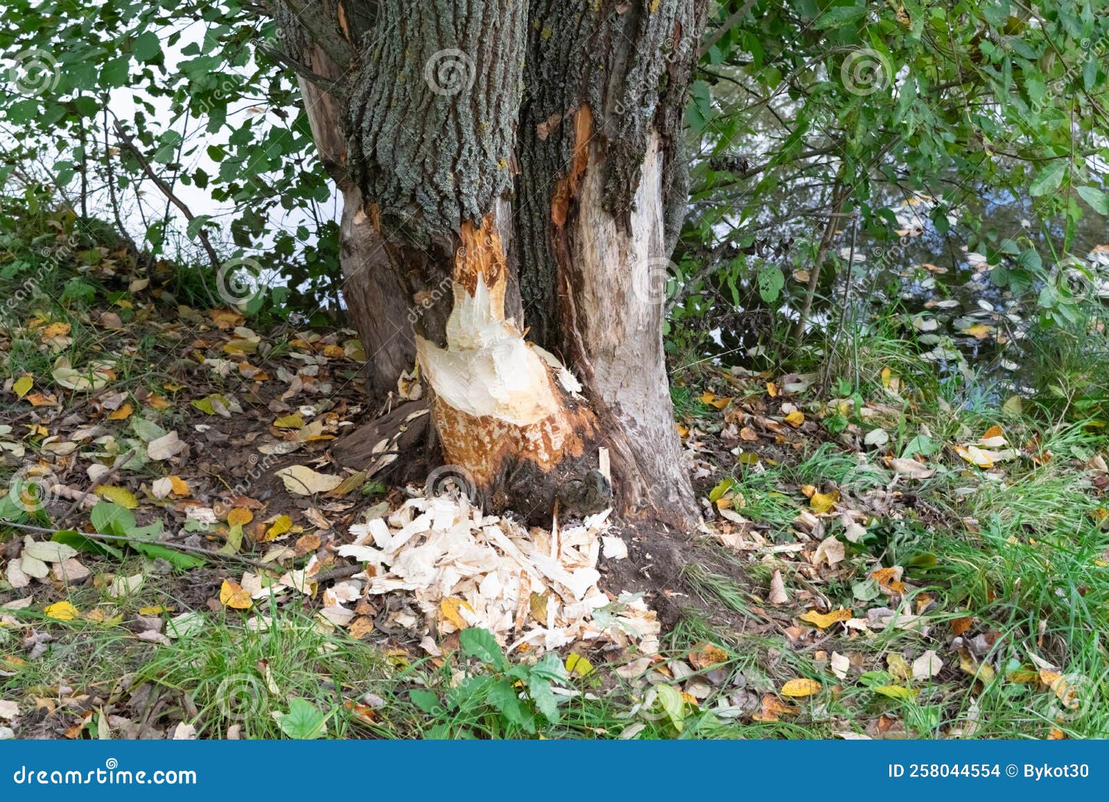 Tree after Beavers in the Forest. Stock Photo - Image of trunks ...