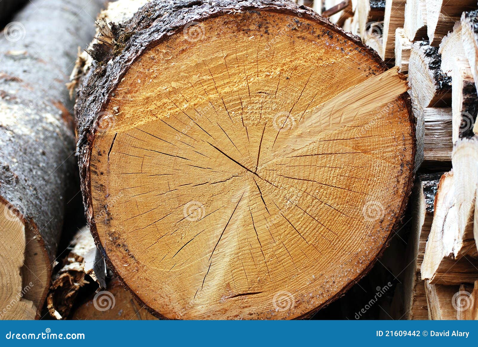 Wood trunk stock photo. Image of ring, logs, spruce, rings - 21609442