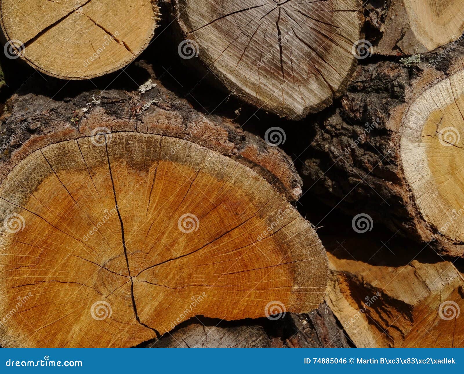 Wood. a trunk. stock photo. Image of pattern, nature - 74885046