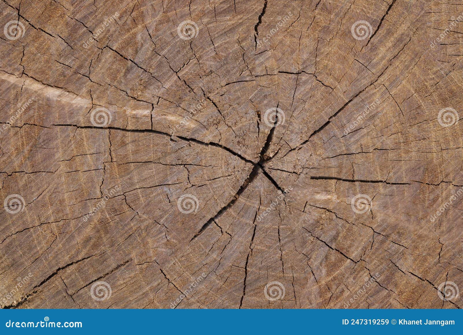 Wood of the Trunk Cut. Wood Texture Stock Image - Image of material ...