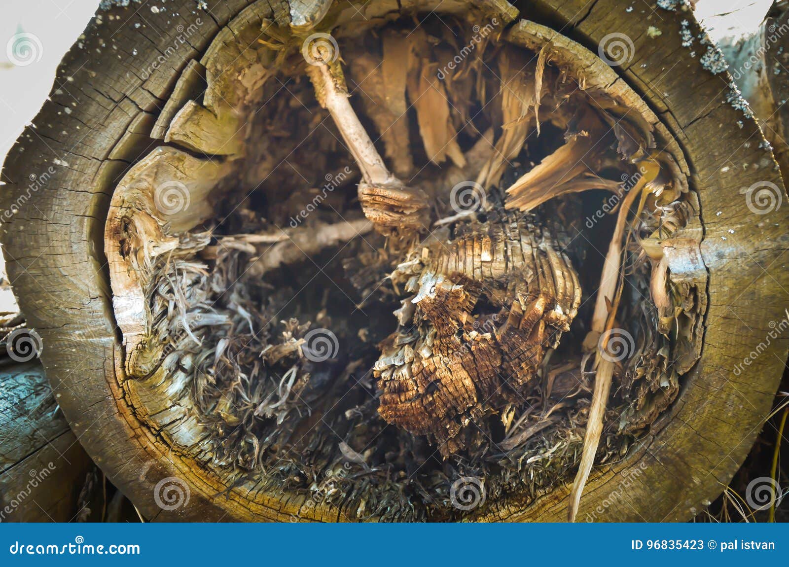 Wood stock image. Image of axis, trunk, live, colored - 96835423