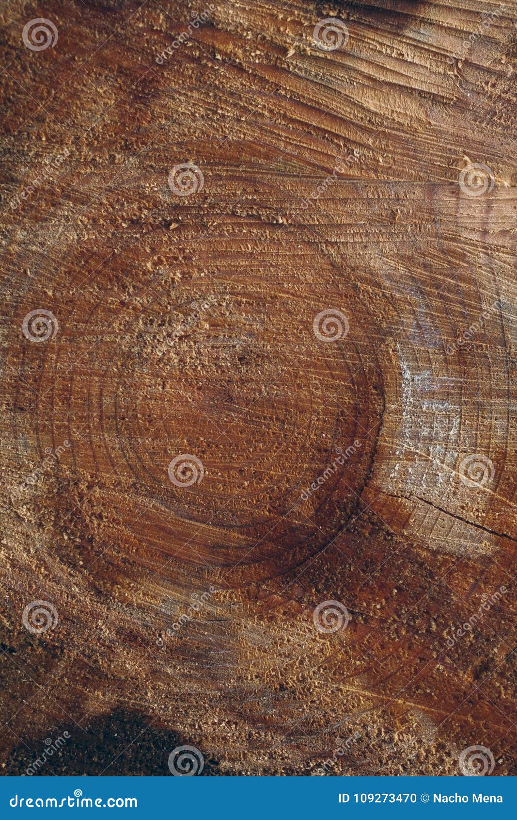 Wood Trunks Background. Cross Section of Tree Trunk. Wood Texture and ...