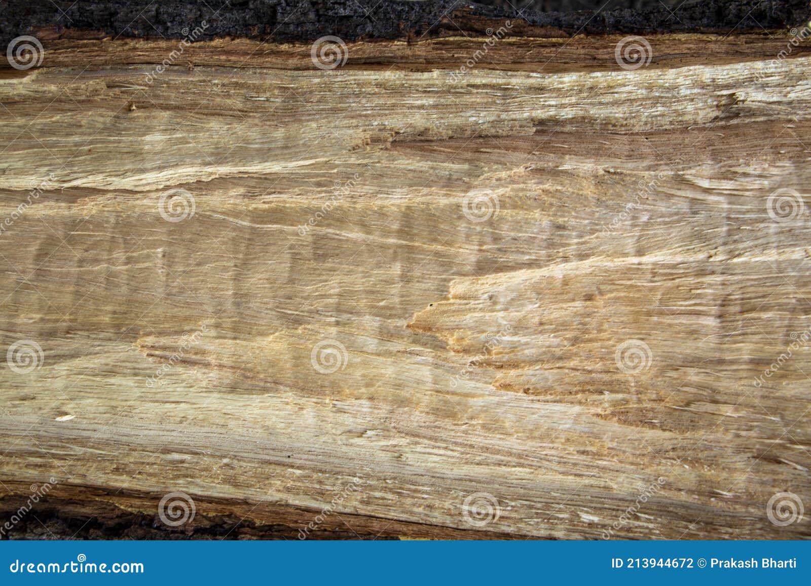 Wood Trunks Texture Background for Carving Stock Photo - Image of ...