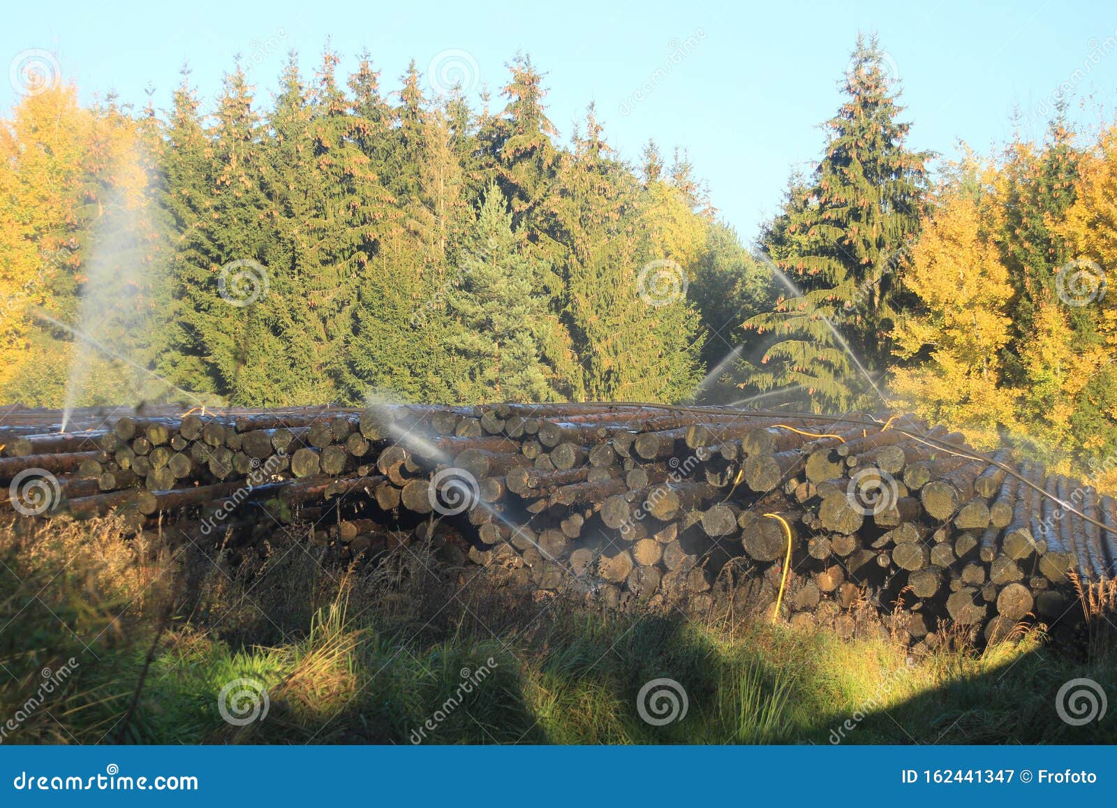 Wood Trunks in a Wet Storage Stock Image - Image of sprinkling ...