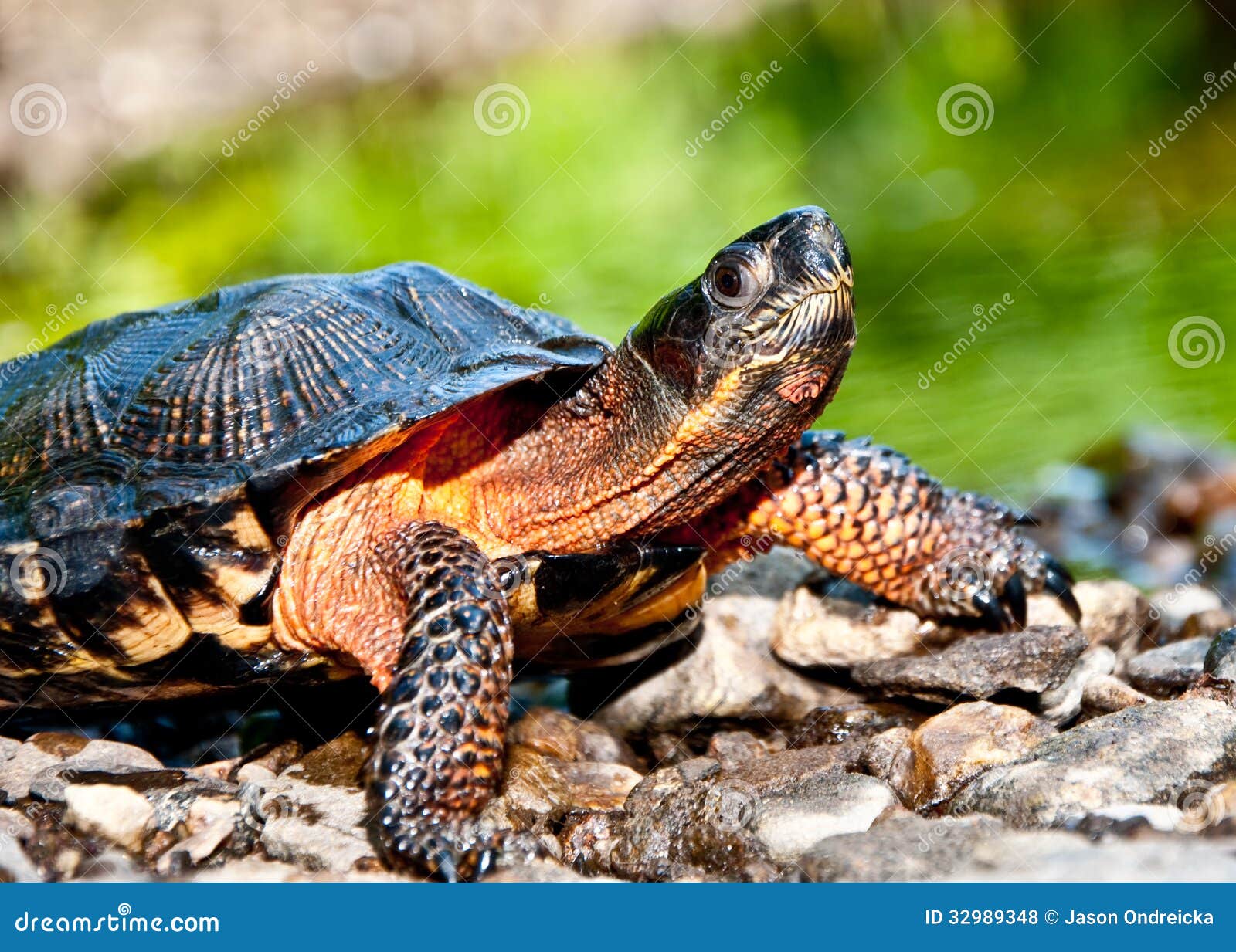 Wood Turtle stock photo. Image of biology, environmental - 32989348 Wood Turtle stock photo. Image of biology, environmental - 32989348