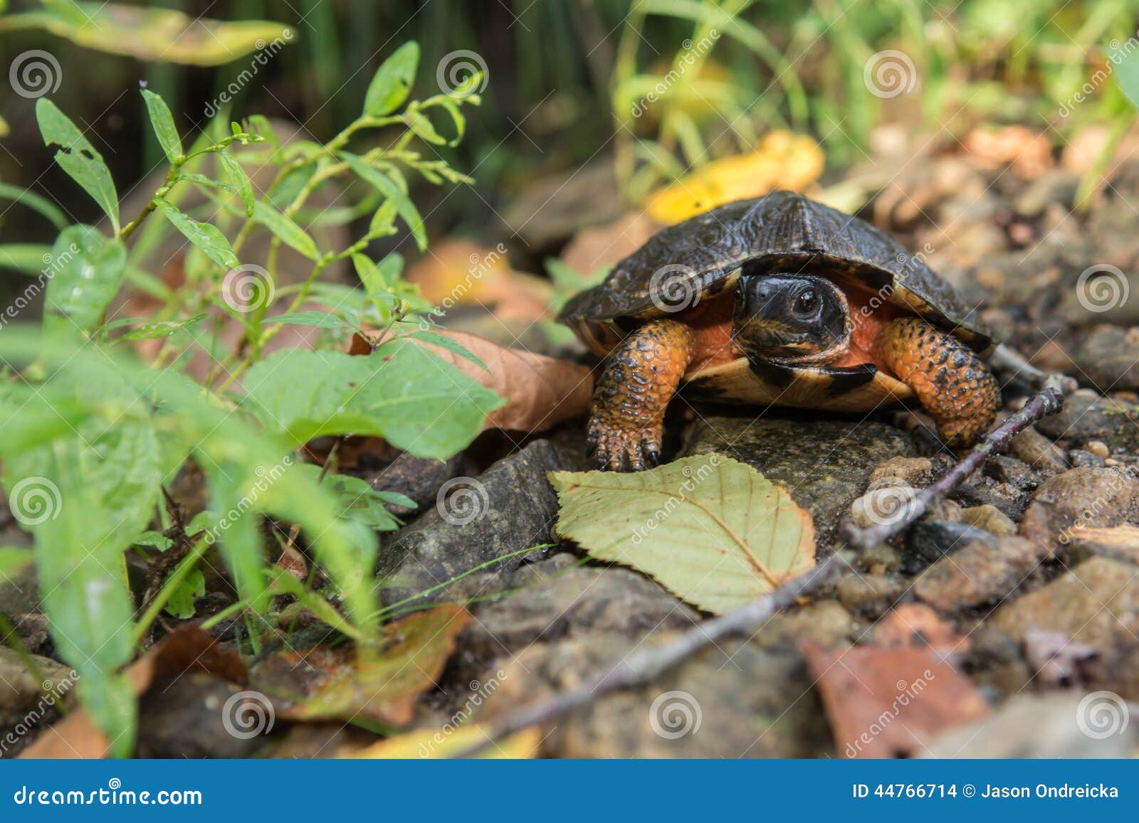 Wood Turtle stock photo. Image of face, detail, adorable - 44766714 Wood Turtle stock photo. Image of face, detail, adorable - 44766714