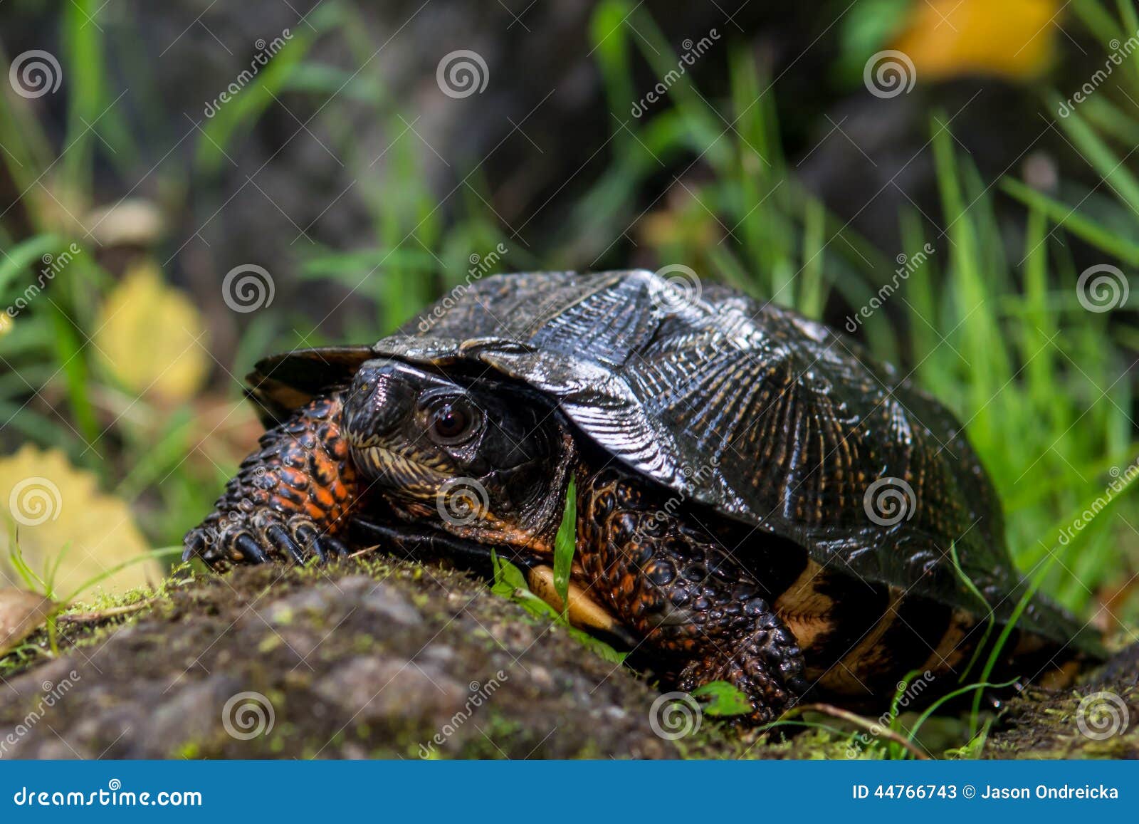 Wood Turtle stock image. Image of eyes, clemmys, forest - 44766743 Wood Turtle stock image. Image of eyes, clemmys, forest - 44766743