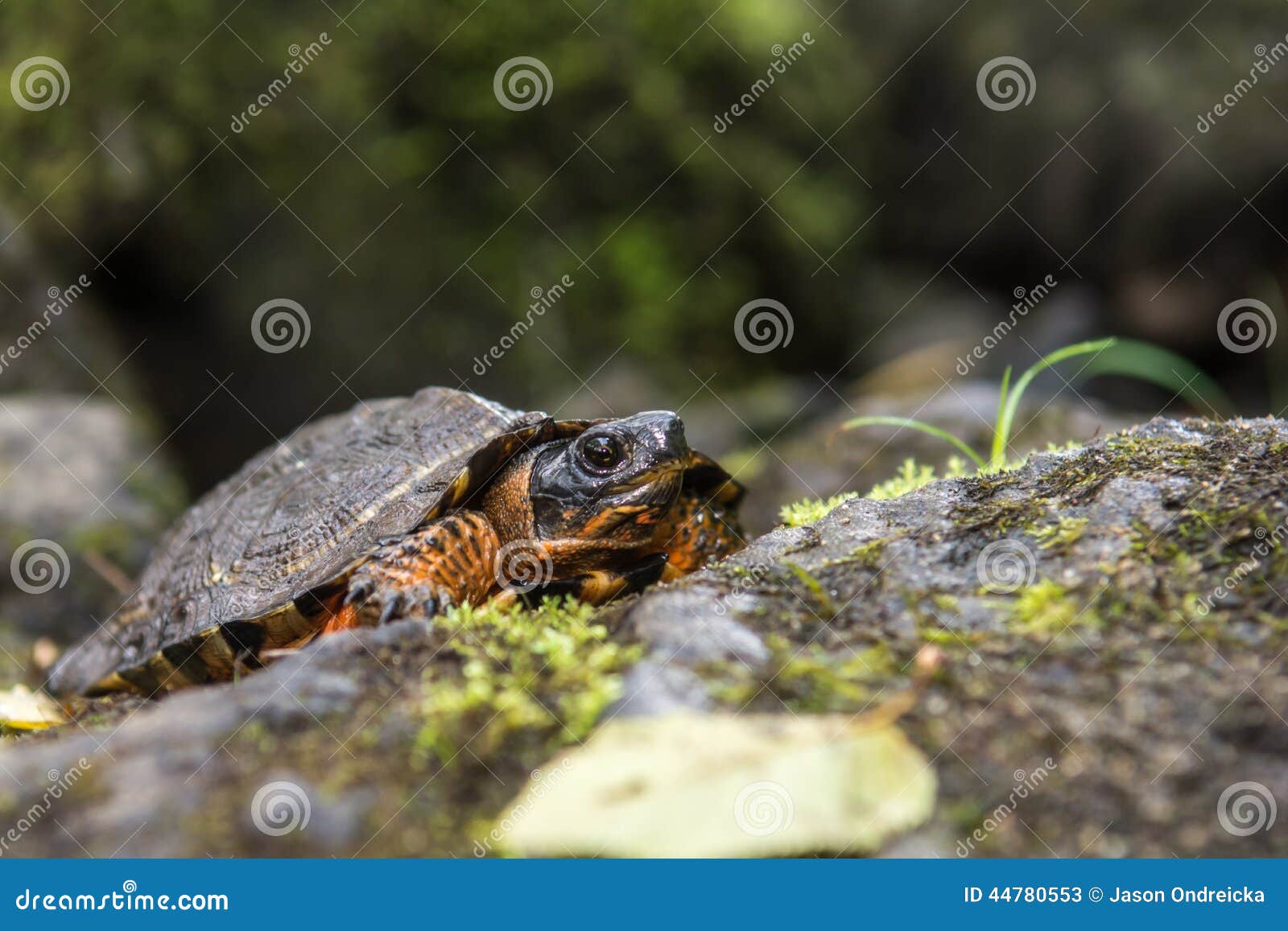 Wood Turtle stock image. Image of adorable, cute, educational - 44780553 Wood Turtle stock image. Image of adorable, cute, educational - 44780553