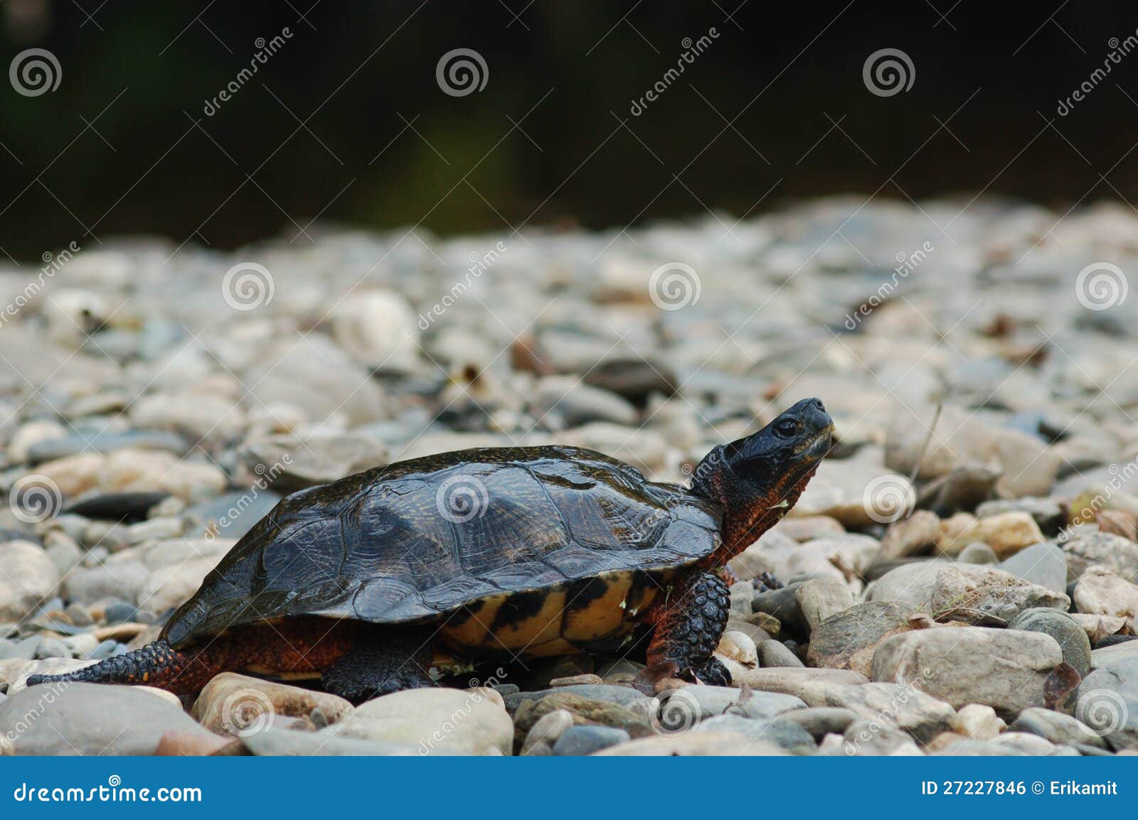 Wood Turtle on River Stones Stock Photo - Image of swimming, riverbed ...