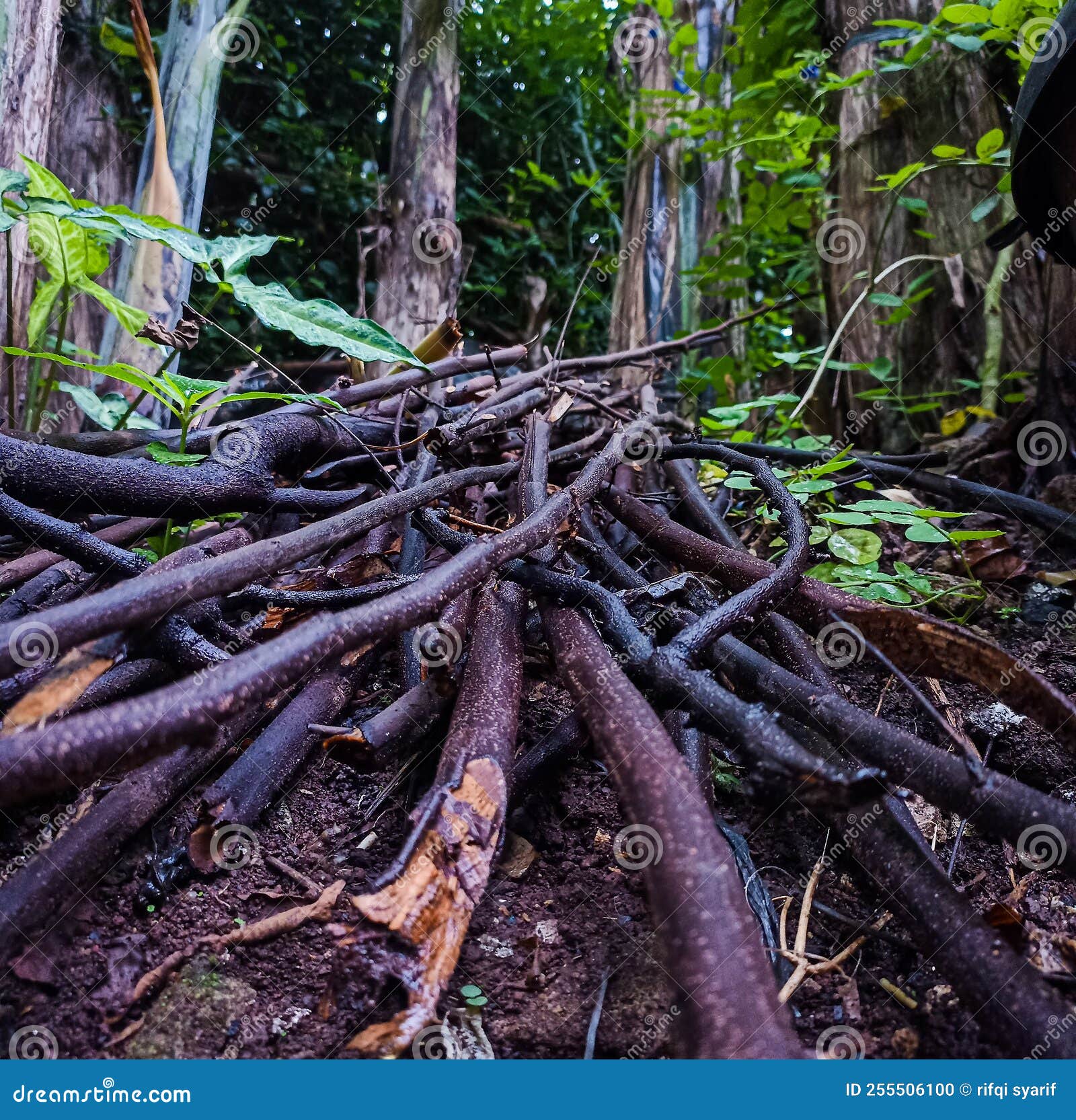 Wood Twigs for Burning Materials Stock Photo - Image of burning ...