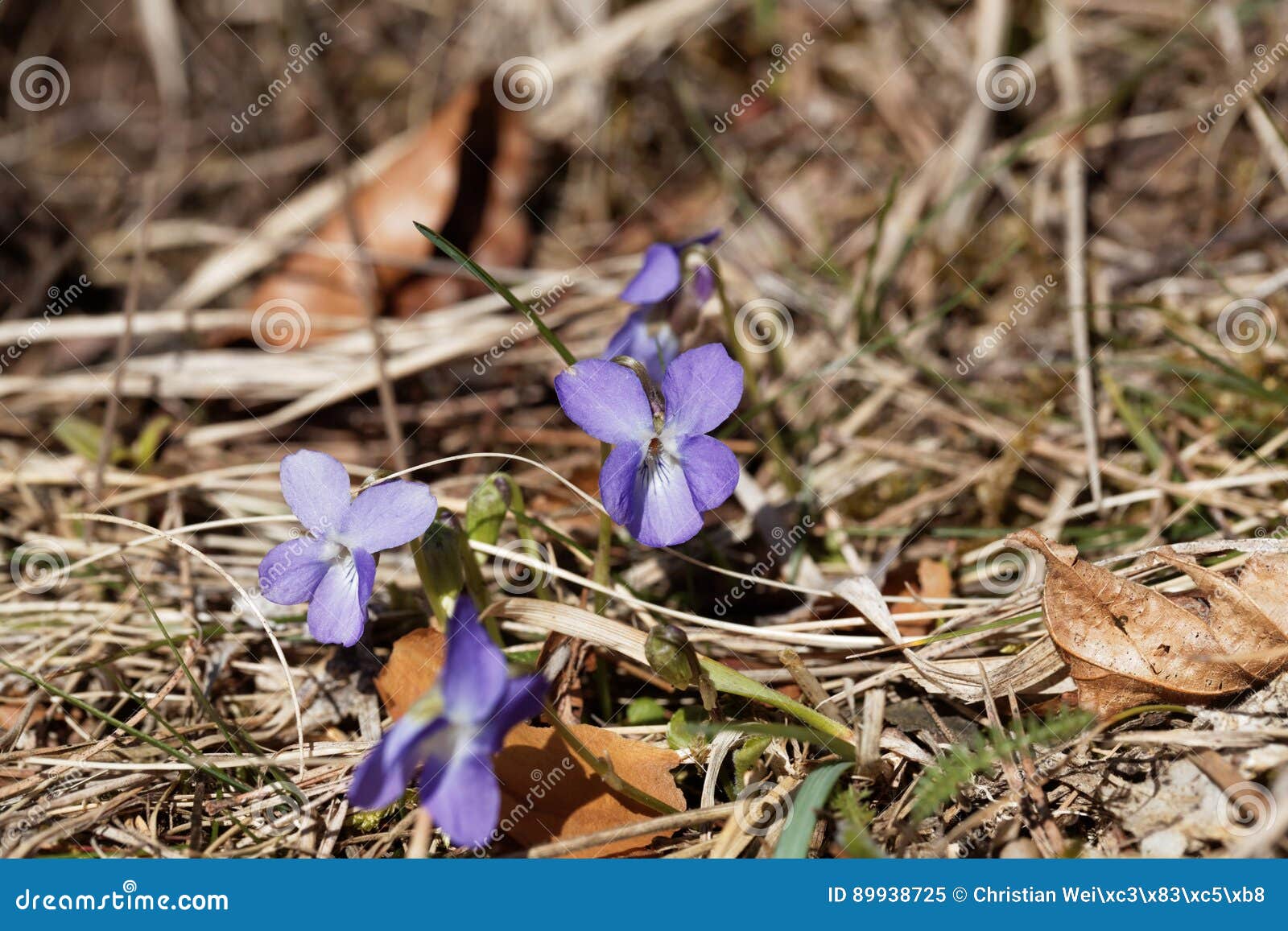 Wood violet Viola odorata stock image. Image of nature - 89938725