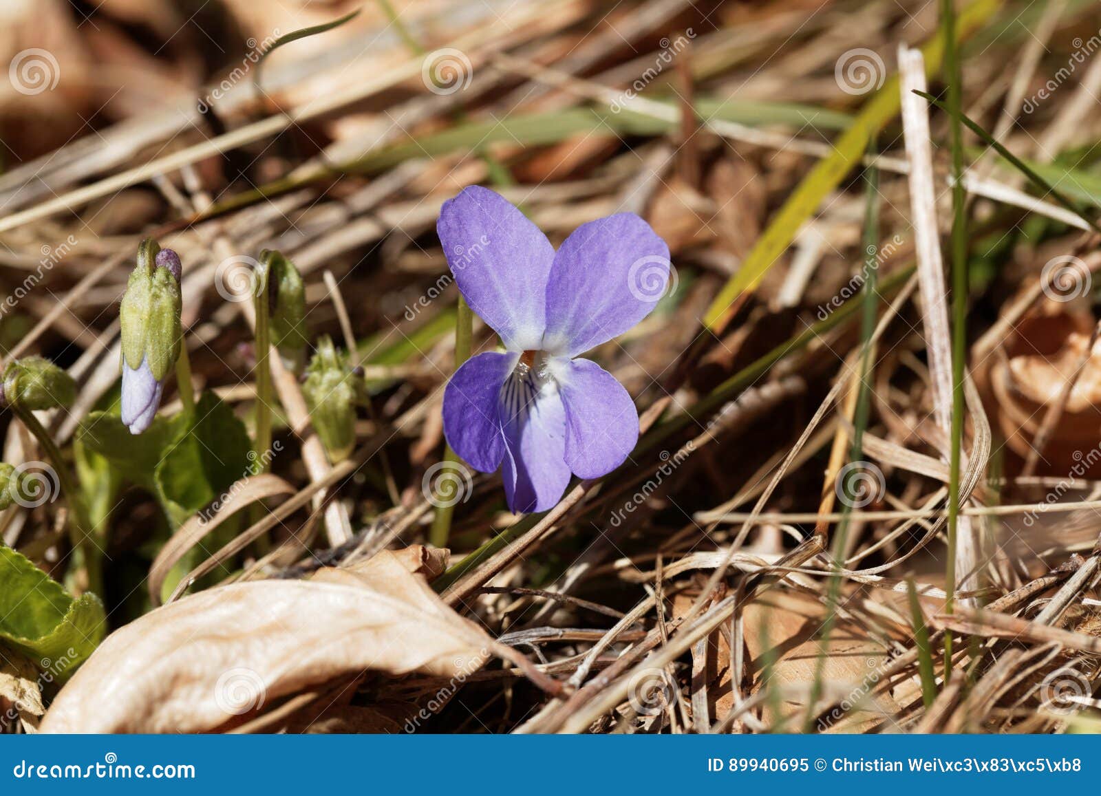 Wood violet Viola odorata stock image. Image of grow - 89940695