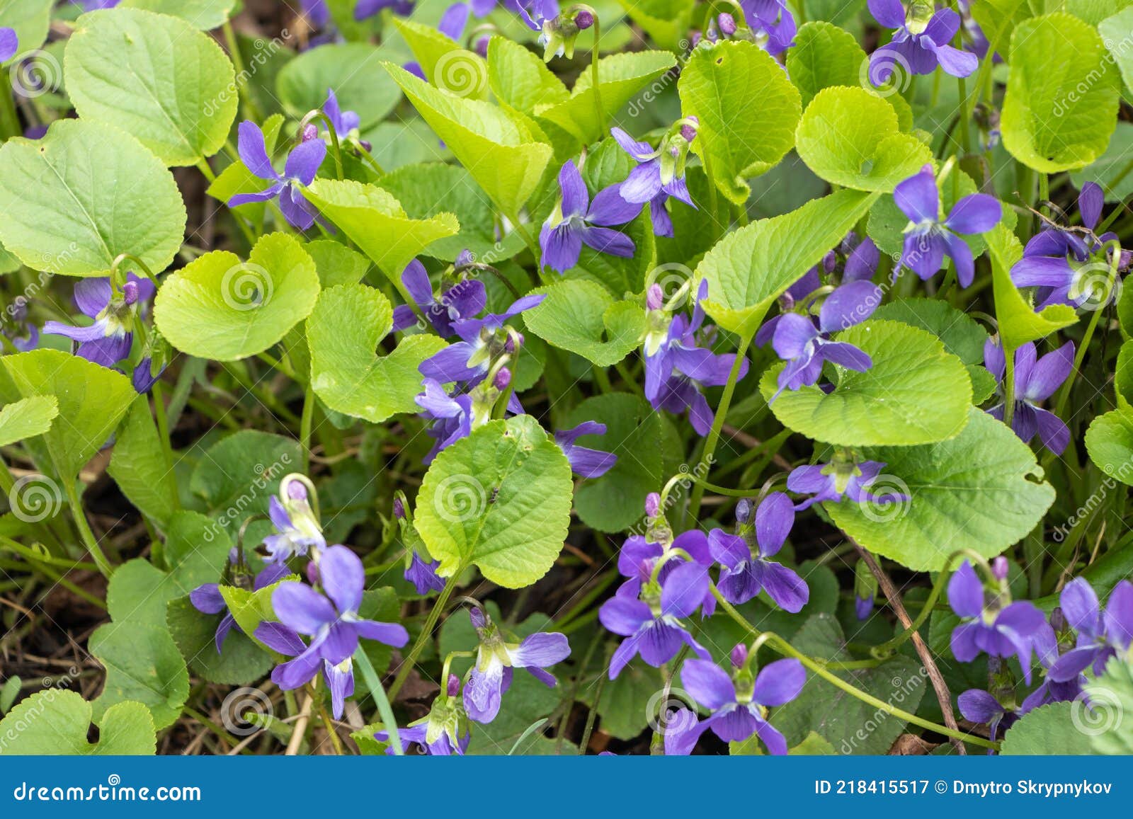 Wood Violet Viola Odorata. Wild Violet Stock Image - Image of ...