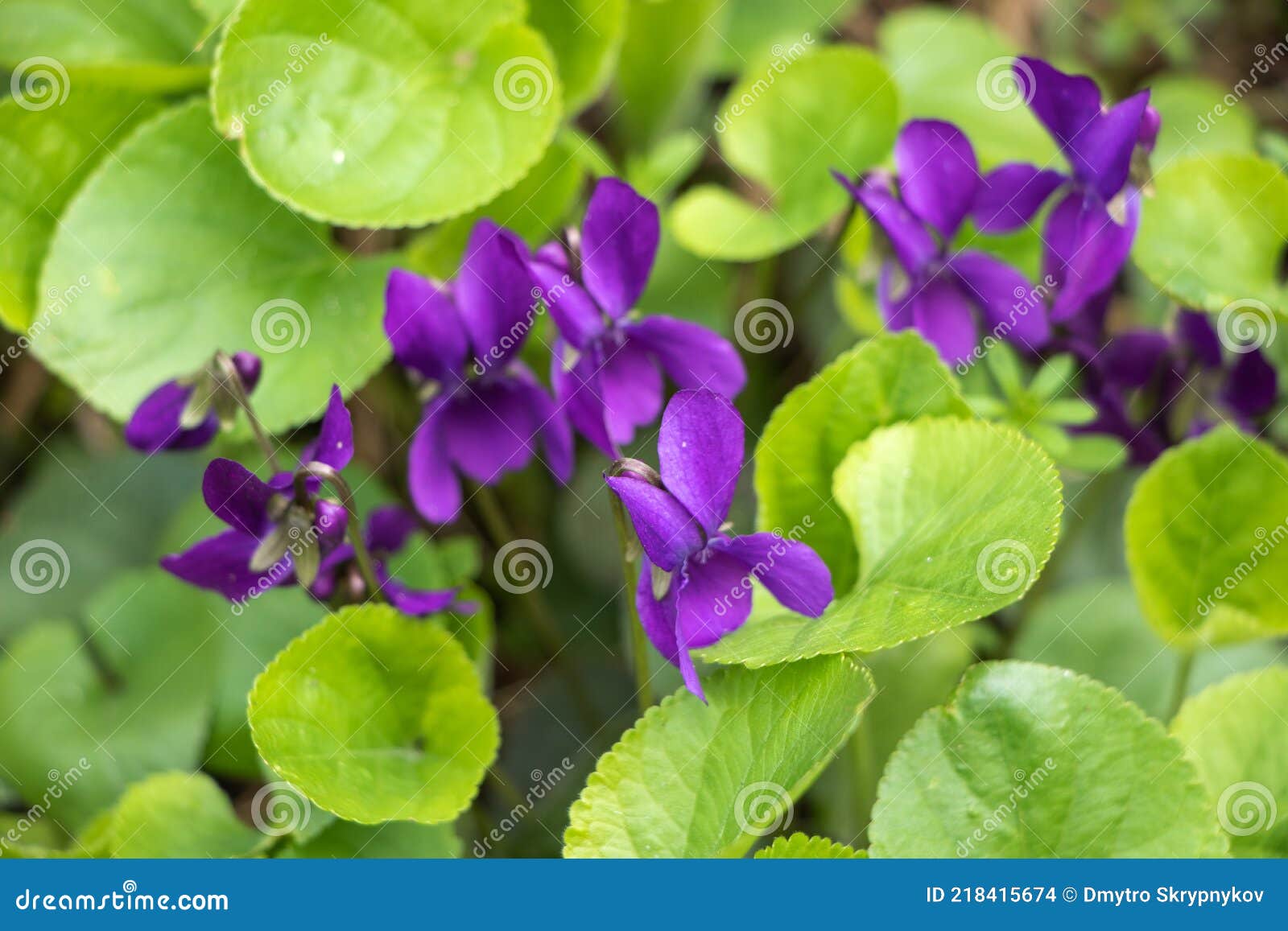 Wood Violet Viola Odorata. Wild Violet Stock Photo - Image of wild ...