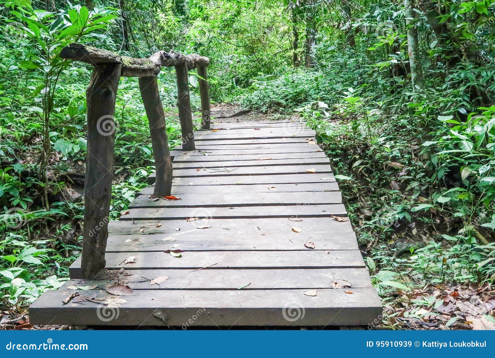 Wood walkway in the forest stock image. Image of path - 95910939
