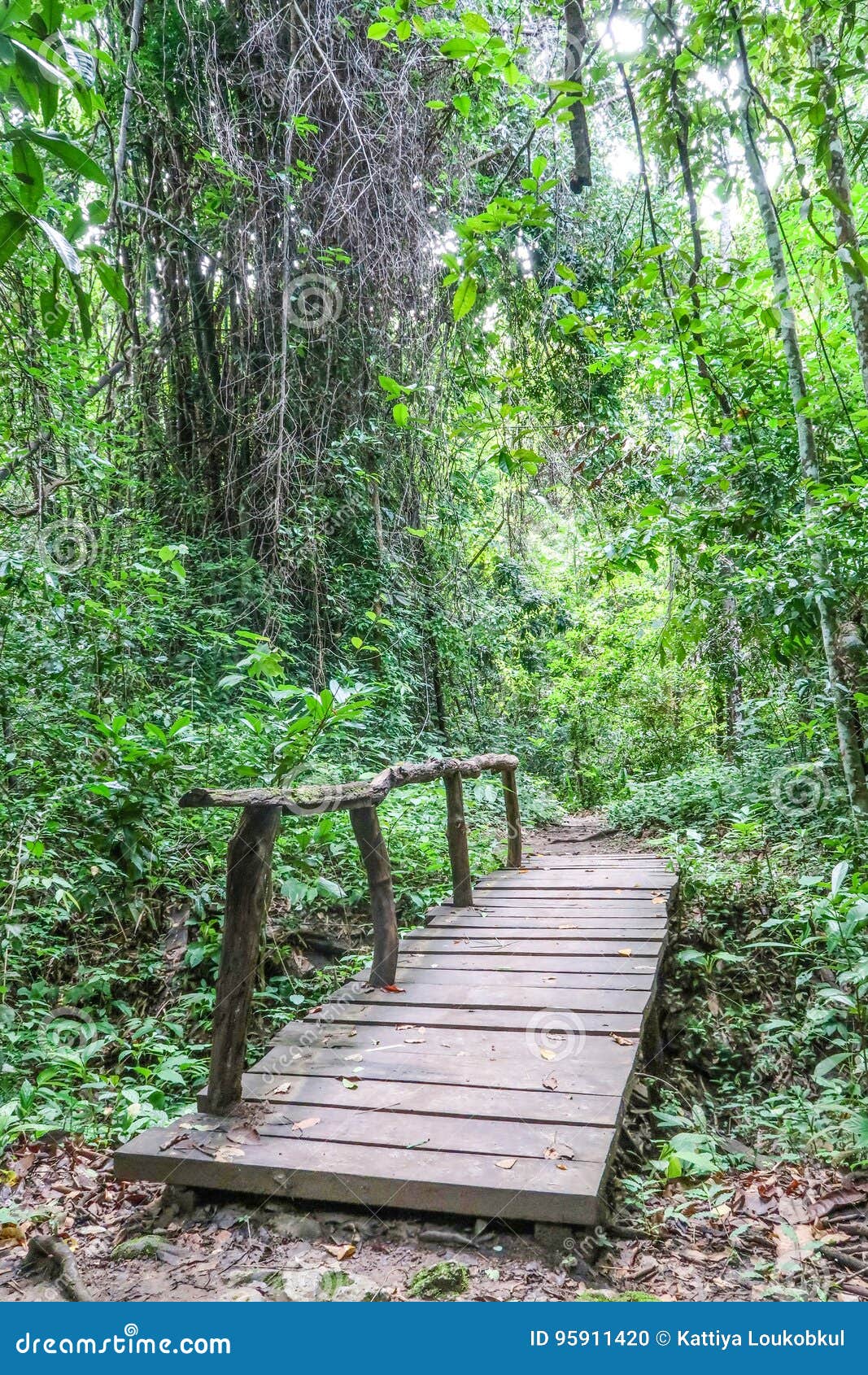 Wood walkway in the forest stock photo. Image of environmental - 95911420