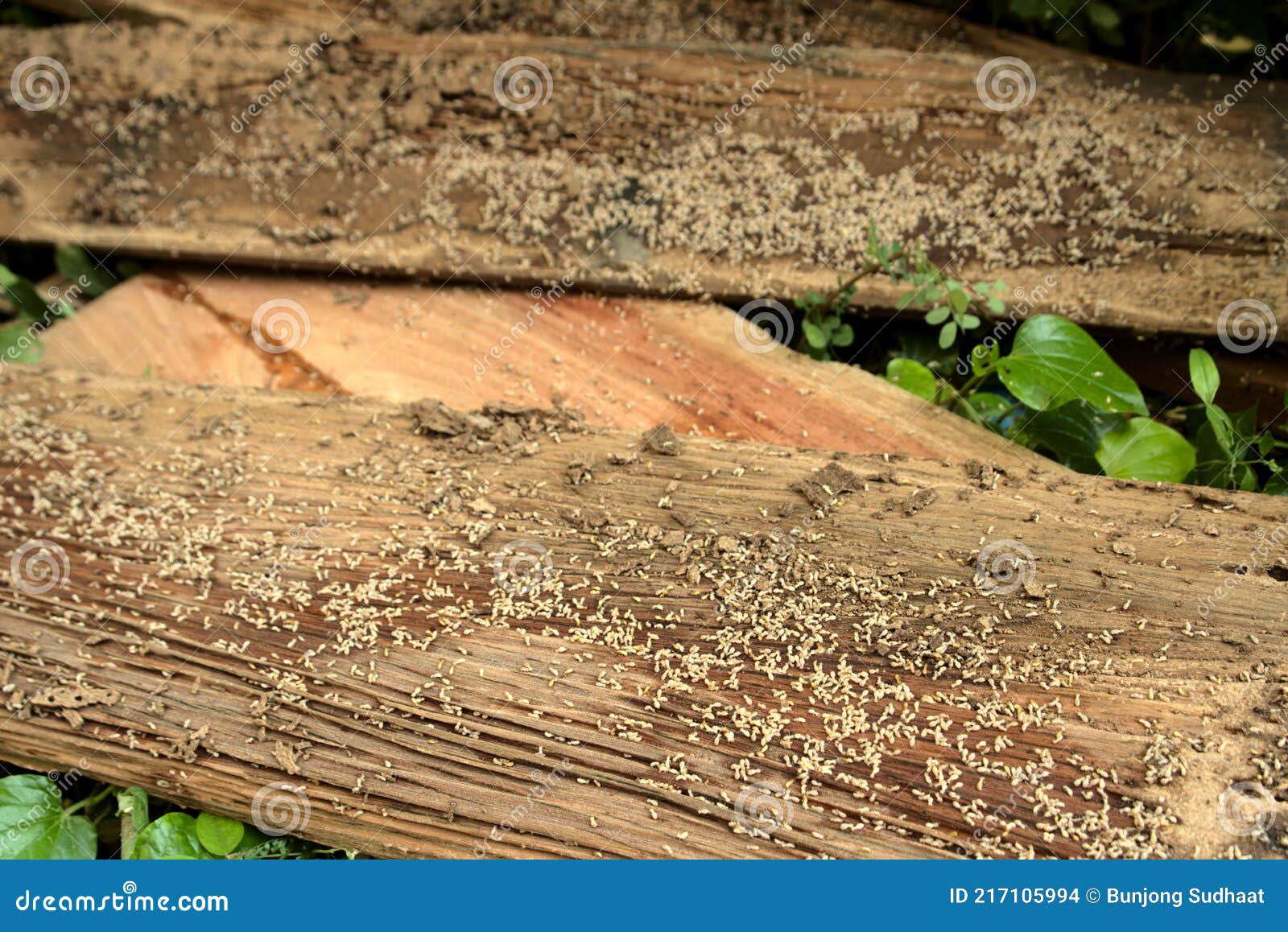 Termite Infestation On Wood, Tropical Forest Thailand Royalty-Free ...