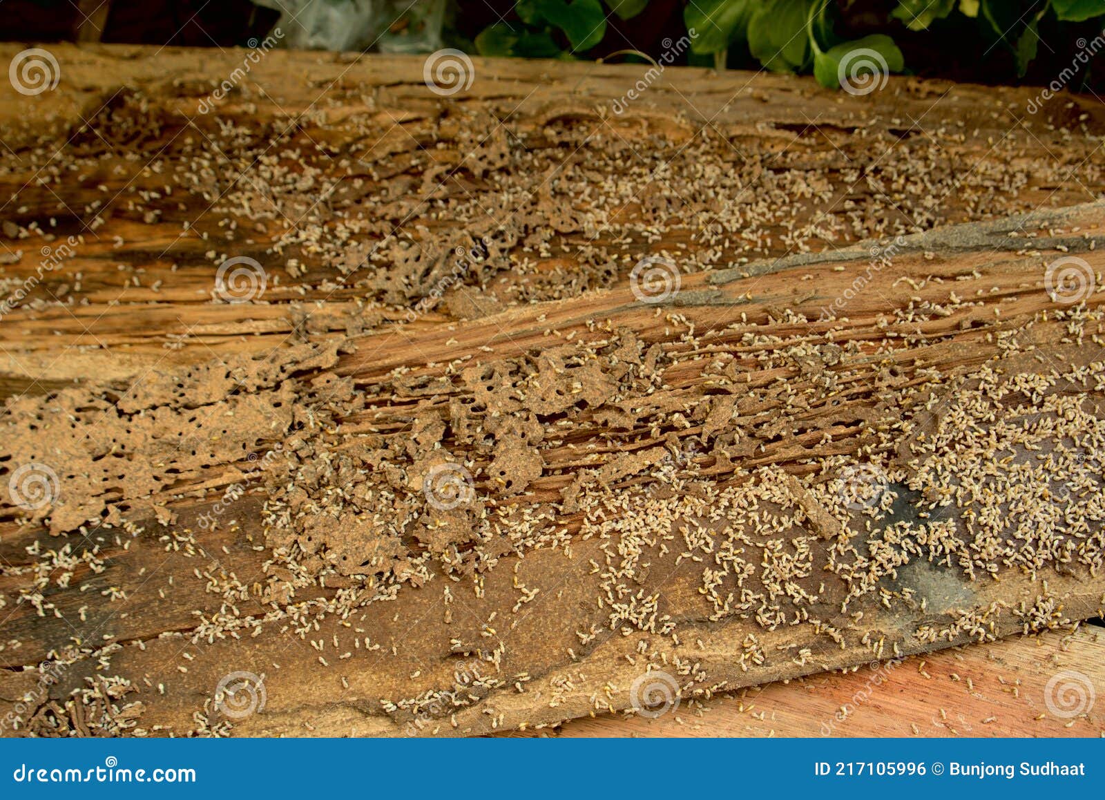 Termite Infestation On Wood, Tropical Forest Thailand Royalty-Free ...