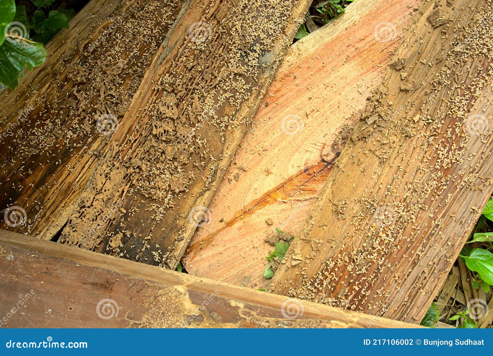 Termite Infestation On Wood, Tropical Forest Thailand Royalty-Free ...