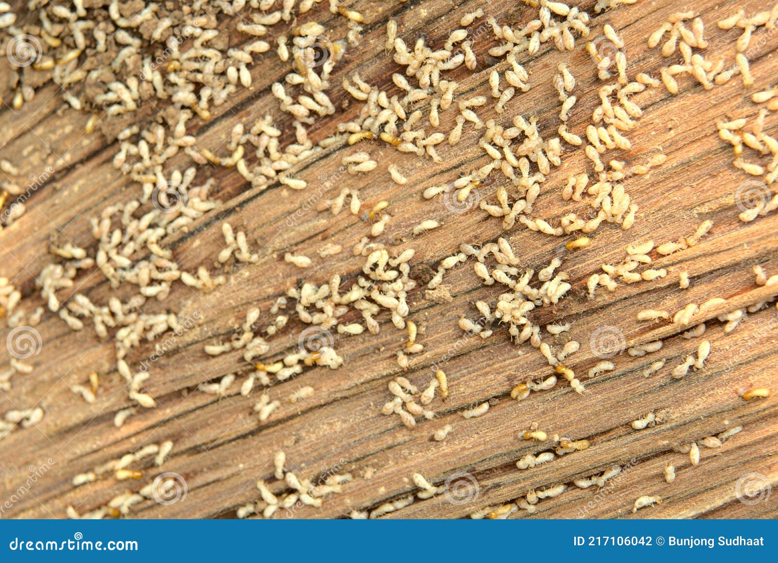 Termite Infestation On Wood, Tropical Forest Thailand Royalty-Free ...