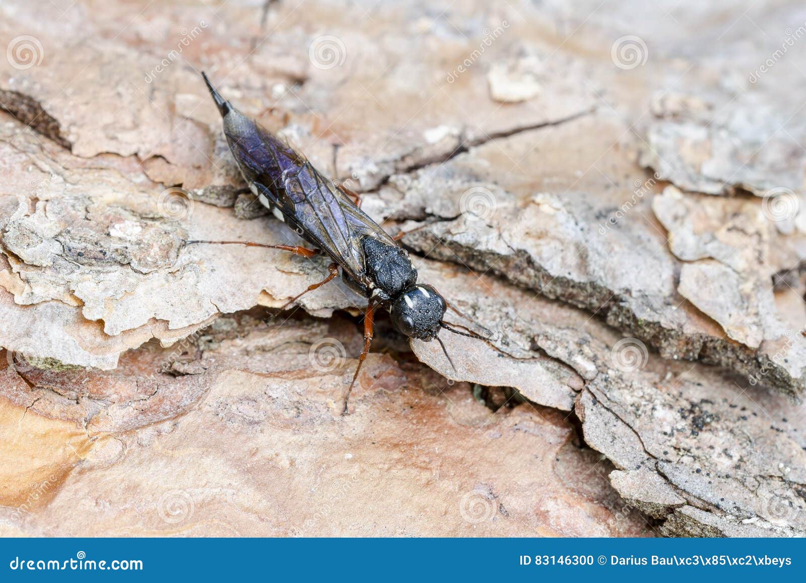 Wood wasp stock photo. Image of insect, core, pine, close - 83146300