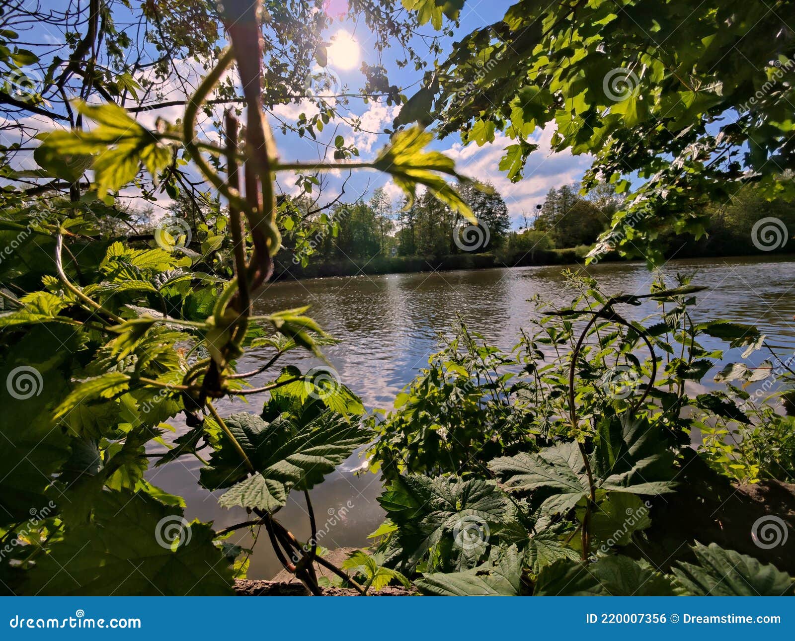 Wood and water stock photo. Image of water, nature, amazing - 220007356