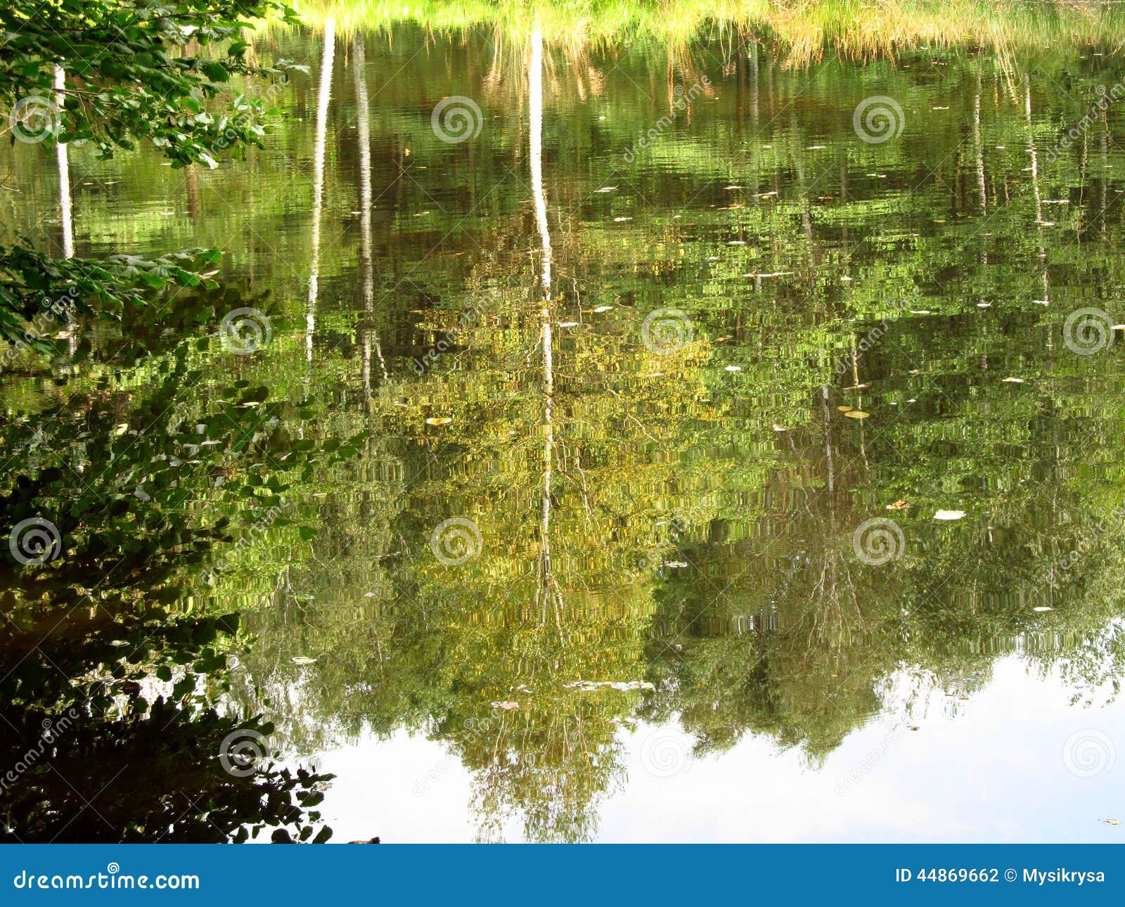 Wood in the water stock photo. Image of surface, fallen - 44869662