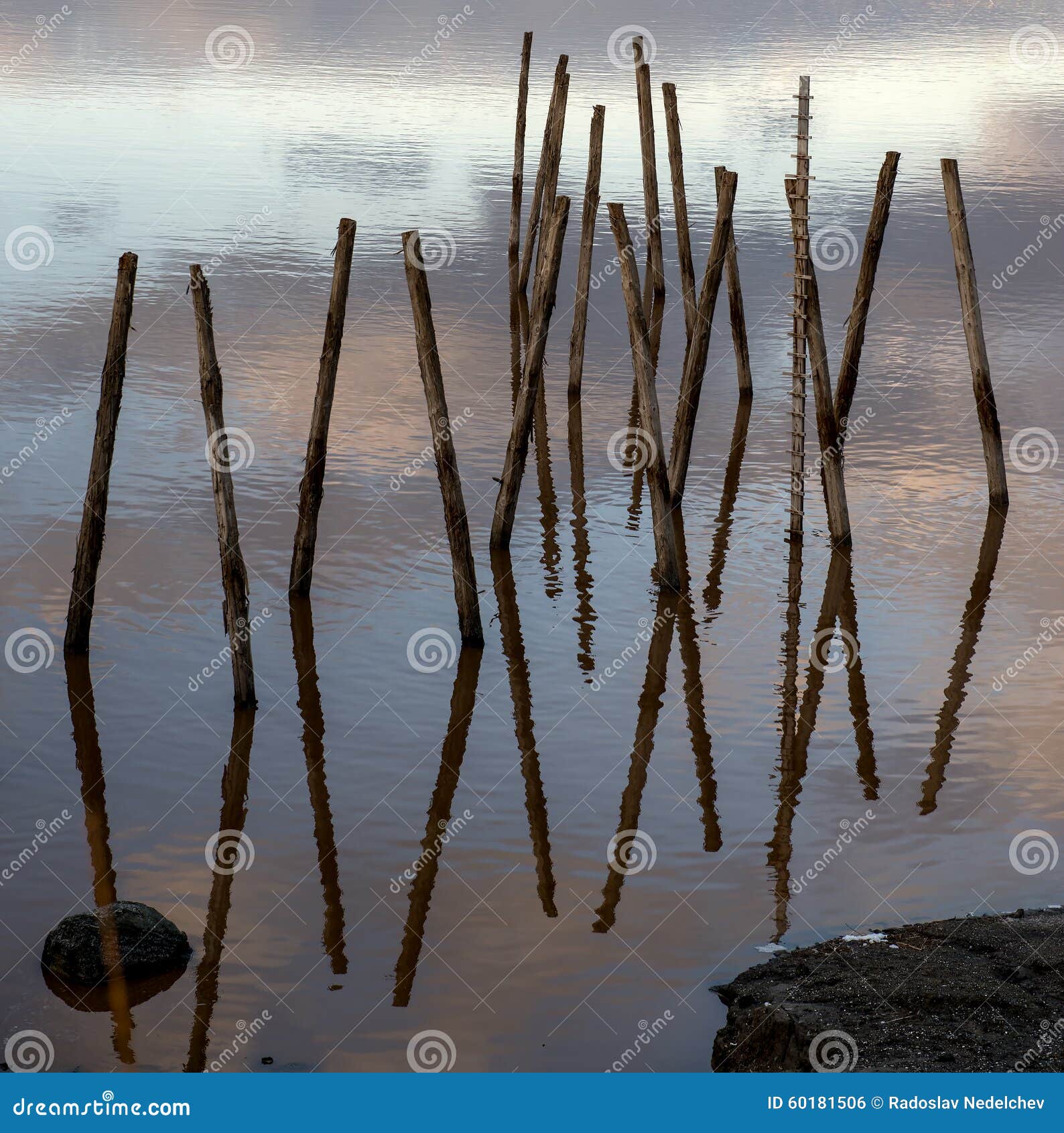Wood in the water. stock photo. Image of lake, landscape - 60181506
