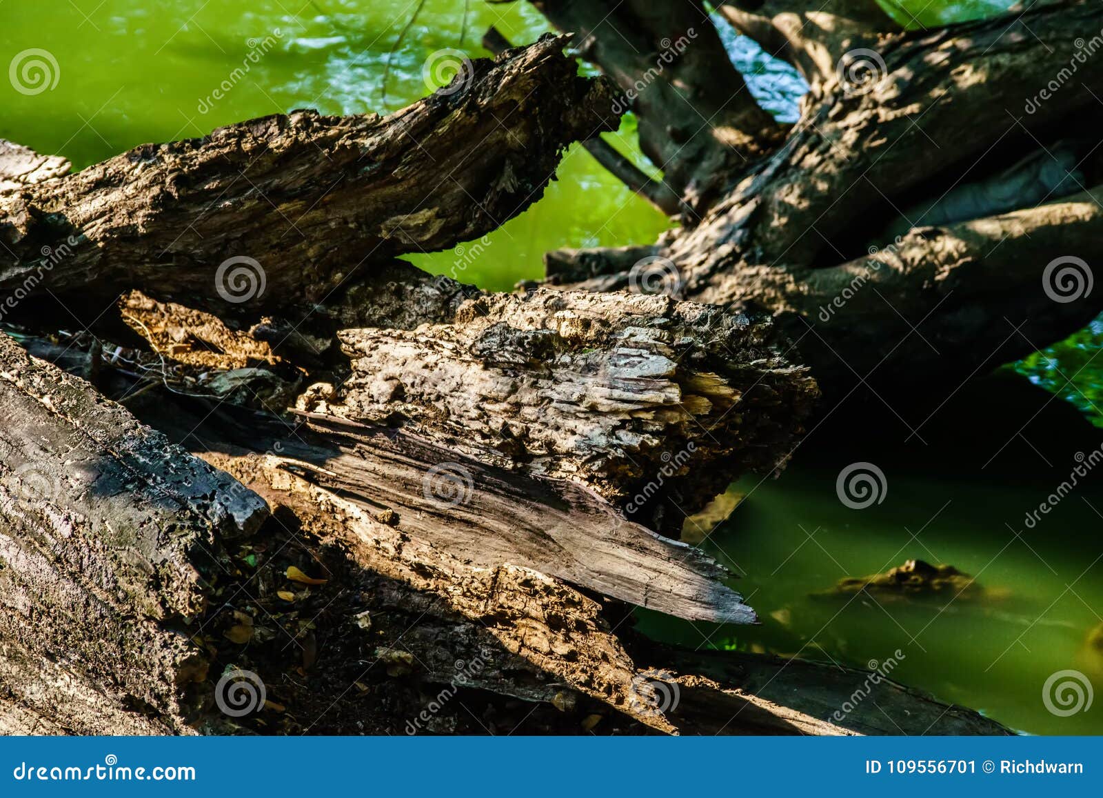 Wood Weathered Gnarled,tree Dead Stock Image - Image of empty ...