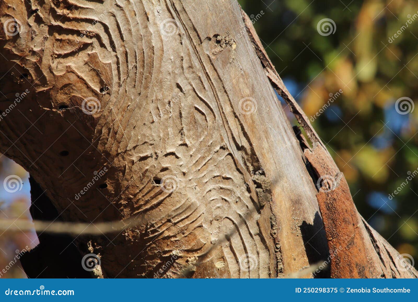 Wood Worm Damage Creating Interesting Patterns in the Wood Stock Image ...