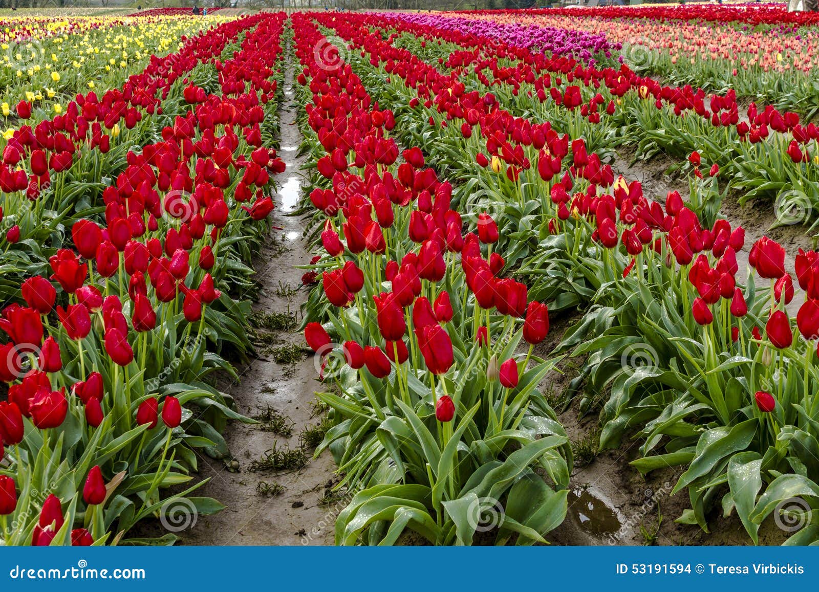 Woodburn Oregon Tulip Fields Stock Photo - Image of arrangement ...