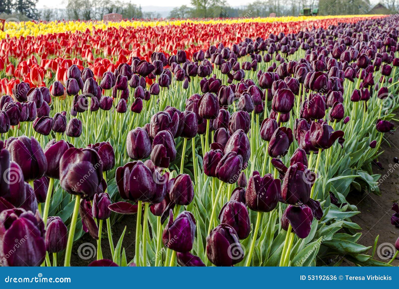 Woodburn Oregon Tulip Fields Stock Photo - Image of macro, nature: 53192636