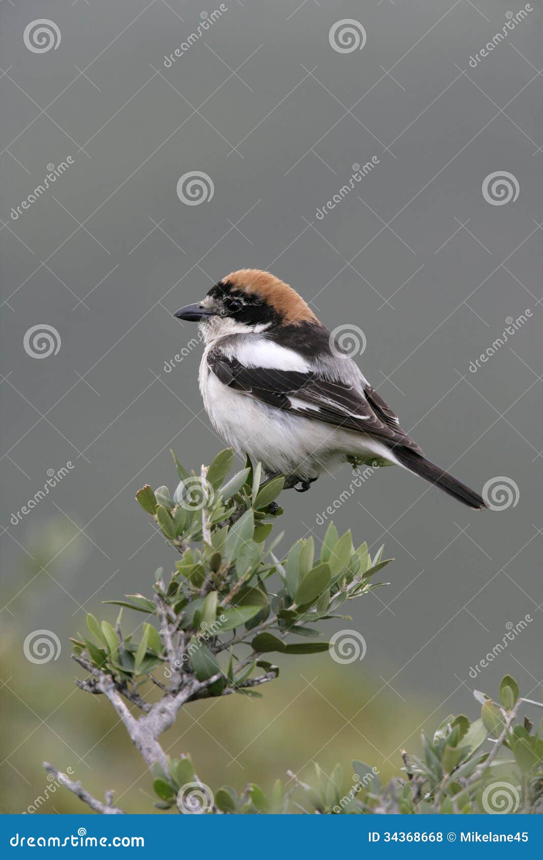 Woodchat Shrike, Lanius Senator Stock Photo - Image of perched ...