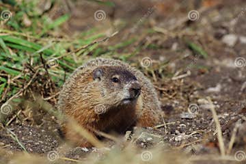 Woodchuck stock image. Image of rodent, cute, digging - 23860745