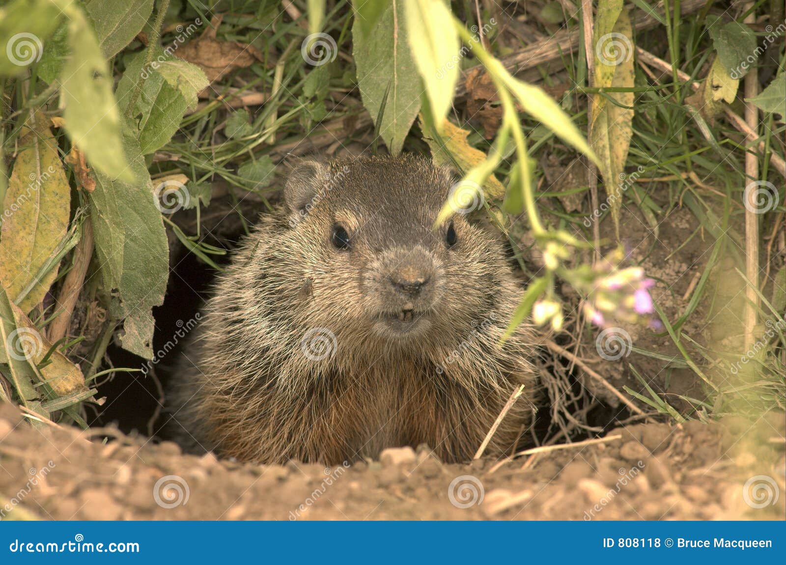 Woodchuck stock photo. Image of nature, fields, pastures - 808118