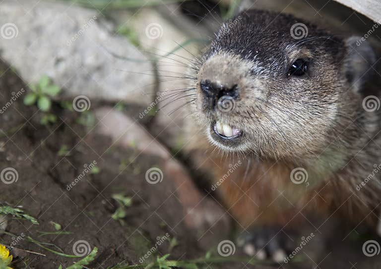 Woodchuck stock photo. Image of chuck, teeth, cute, ground - 9944020