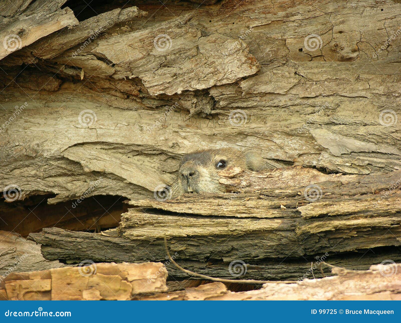 Woodchuck in Log stock image. Image of hidden, rodent, animal - 99725