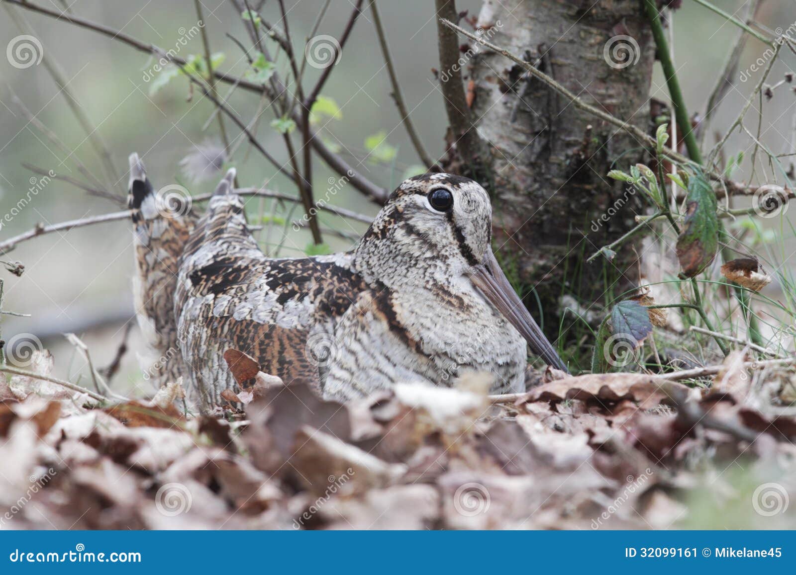 Woodcock, Rusticola Dello Scolopax Immagine Stock - Immagine di ...