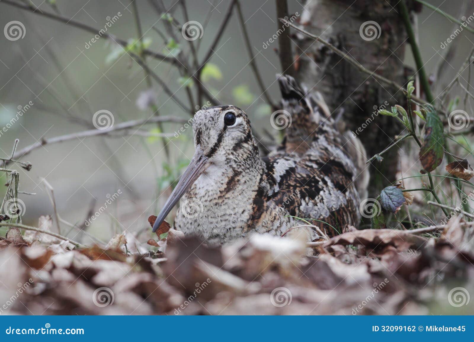 Woodcock, Rusticola Dello Scolopax Fotografia Stock - Immagine di ...