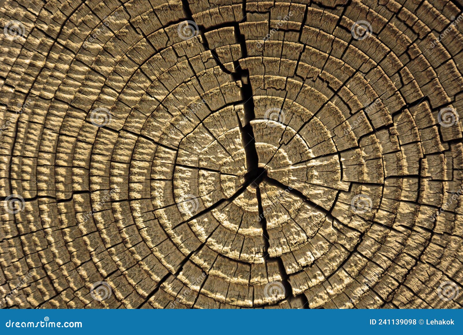 Woodcut from a Old Oak Tree Stock Photo - Image of detail, background ...