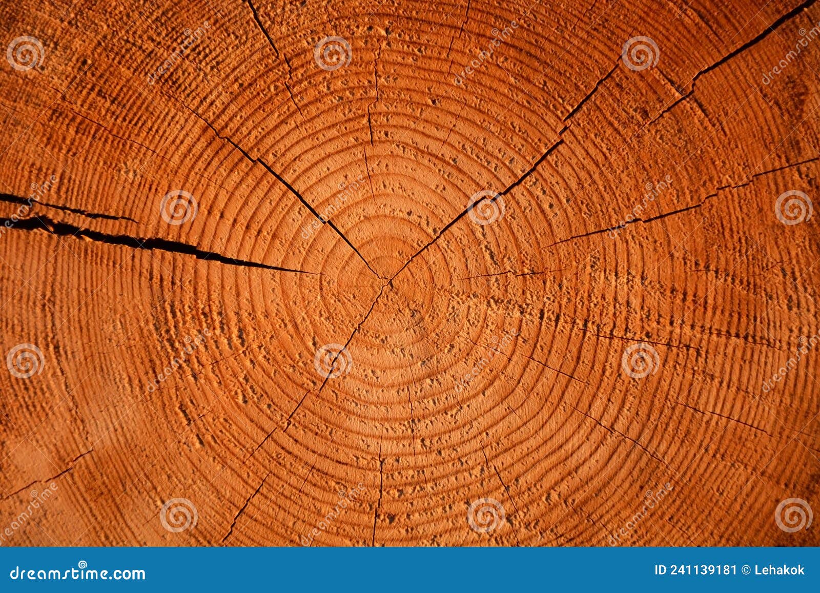 Woodcut from a Old Oak Tree Stock Image - Image of dead, bark: 241139181