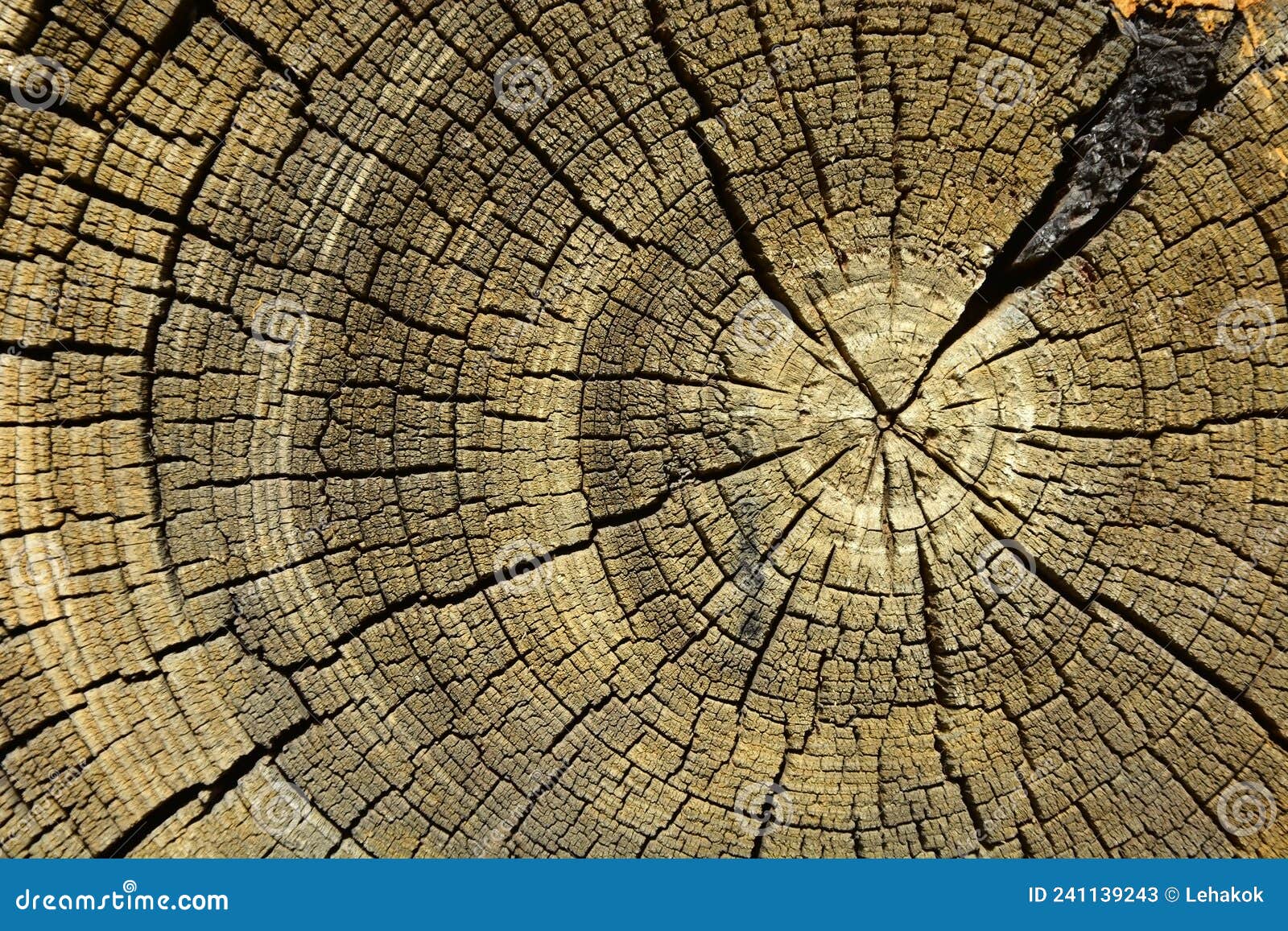 Woodcut from a Old Oak Tree Stock Image - Image of larch, knock: 241139243