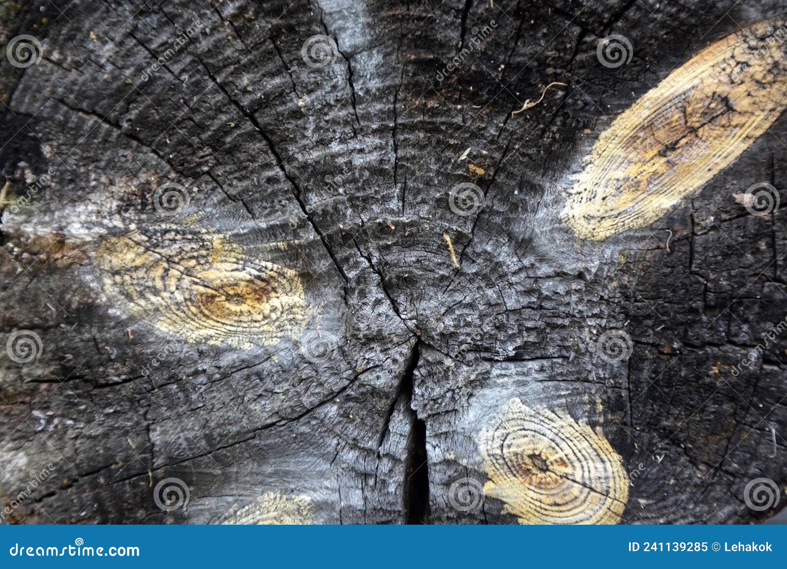 Woodcut from a Old Oak Tree Stock Image - Image of buildup, important ...