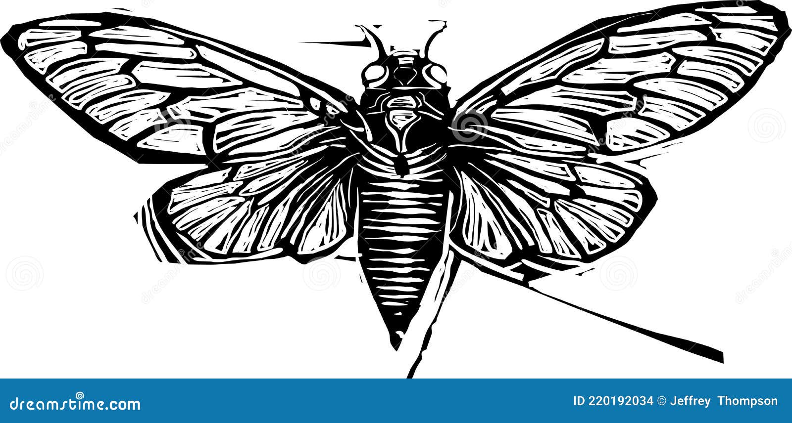Woodcut winged cicada stock vector. Illustration of brood - 220192034