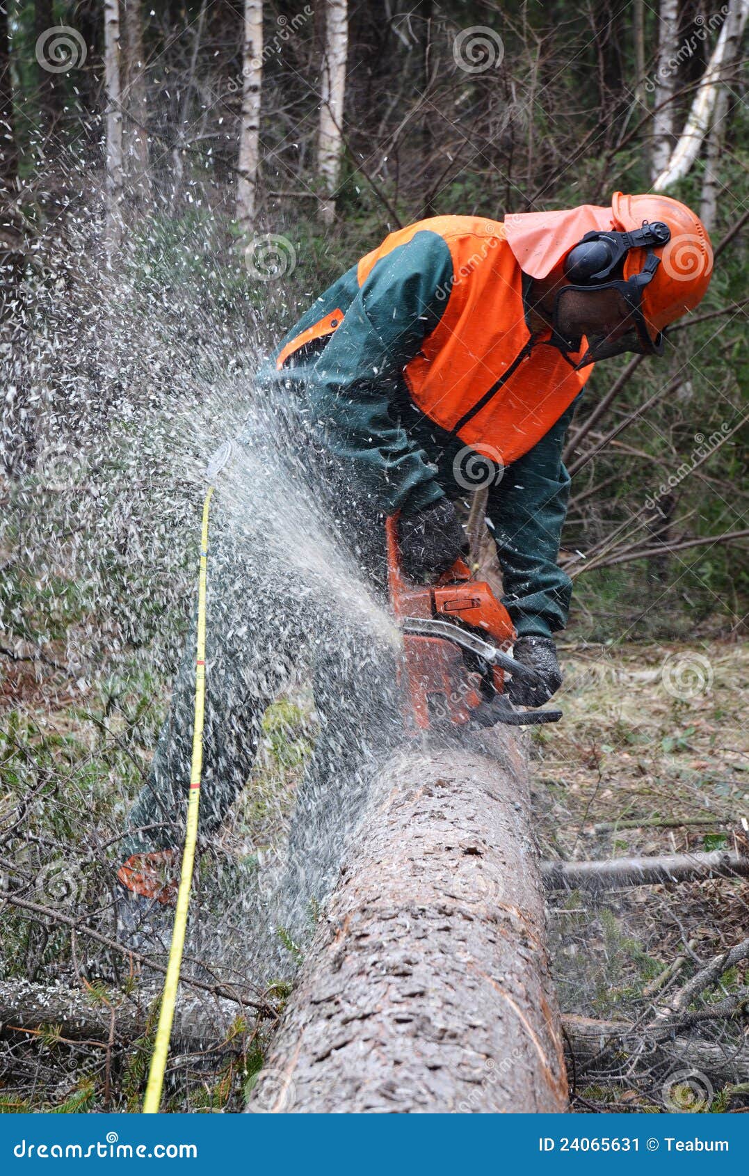 Woodcutter, chainsaw, tree stock image. Image of lumberjack - 24065631