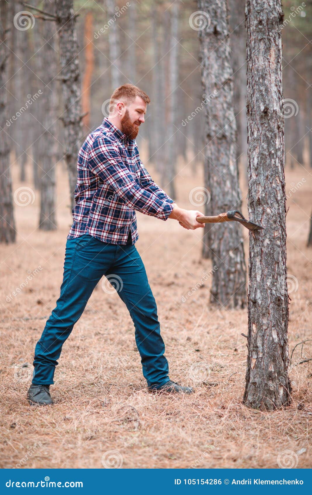 A Woodcutter Chopped a Pine in the Forest. Outdoors. Stock Photo ...