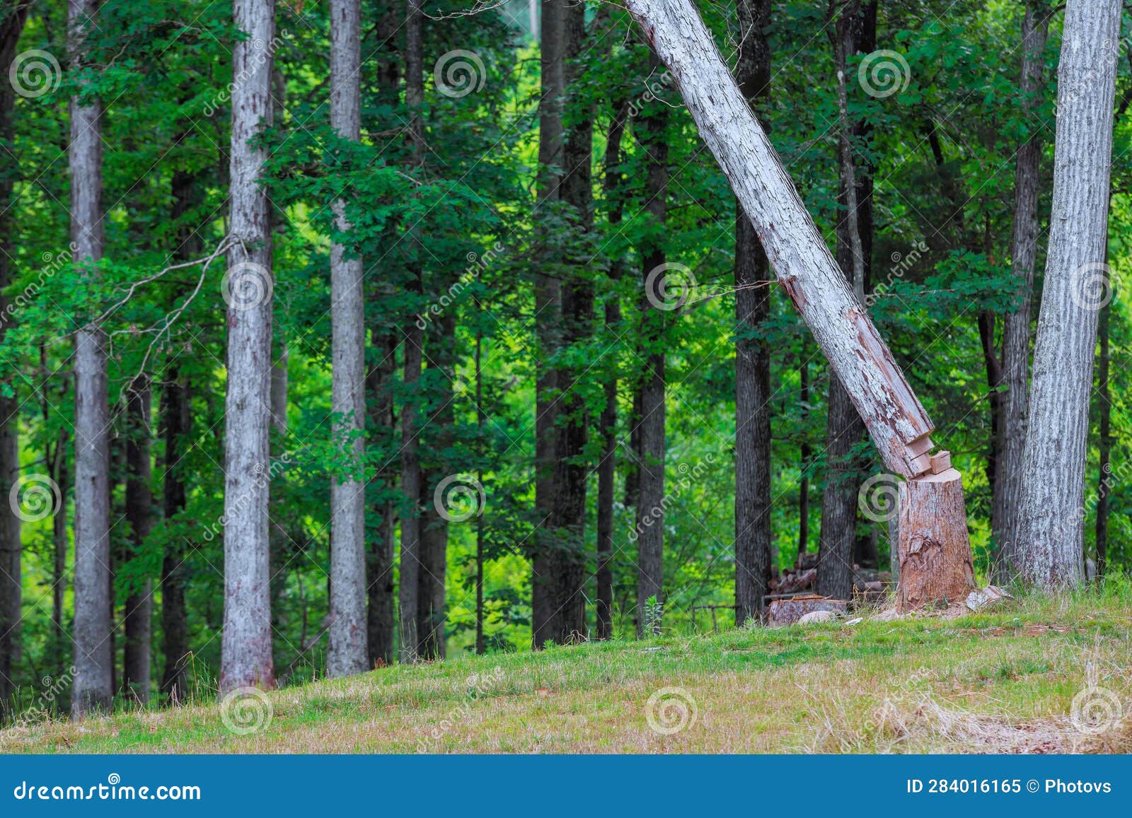 Woodcutter Cut Down a Tree and it Falls, Causing the Tree Fall Stock ...